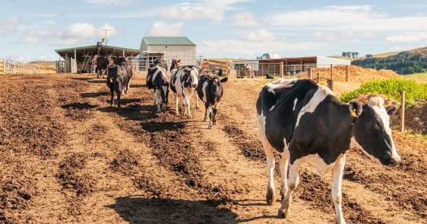 EVENT: Are you ready? - Farm Focus » McIntyre Dick and Partners