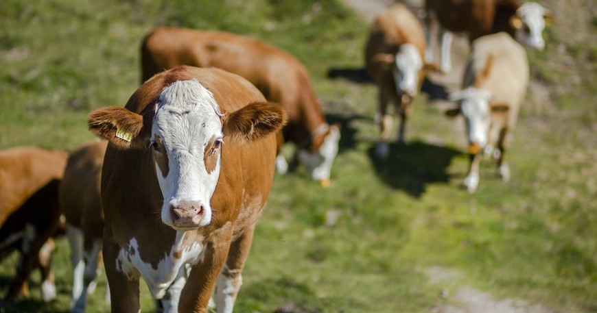 Fonterra Fixed Milk Price Tax Treatment » McIntyre Dick and Partners